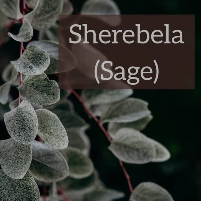 Sherebela (Sage)